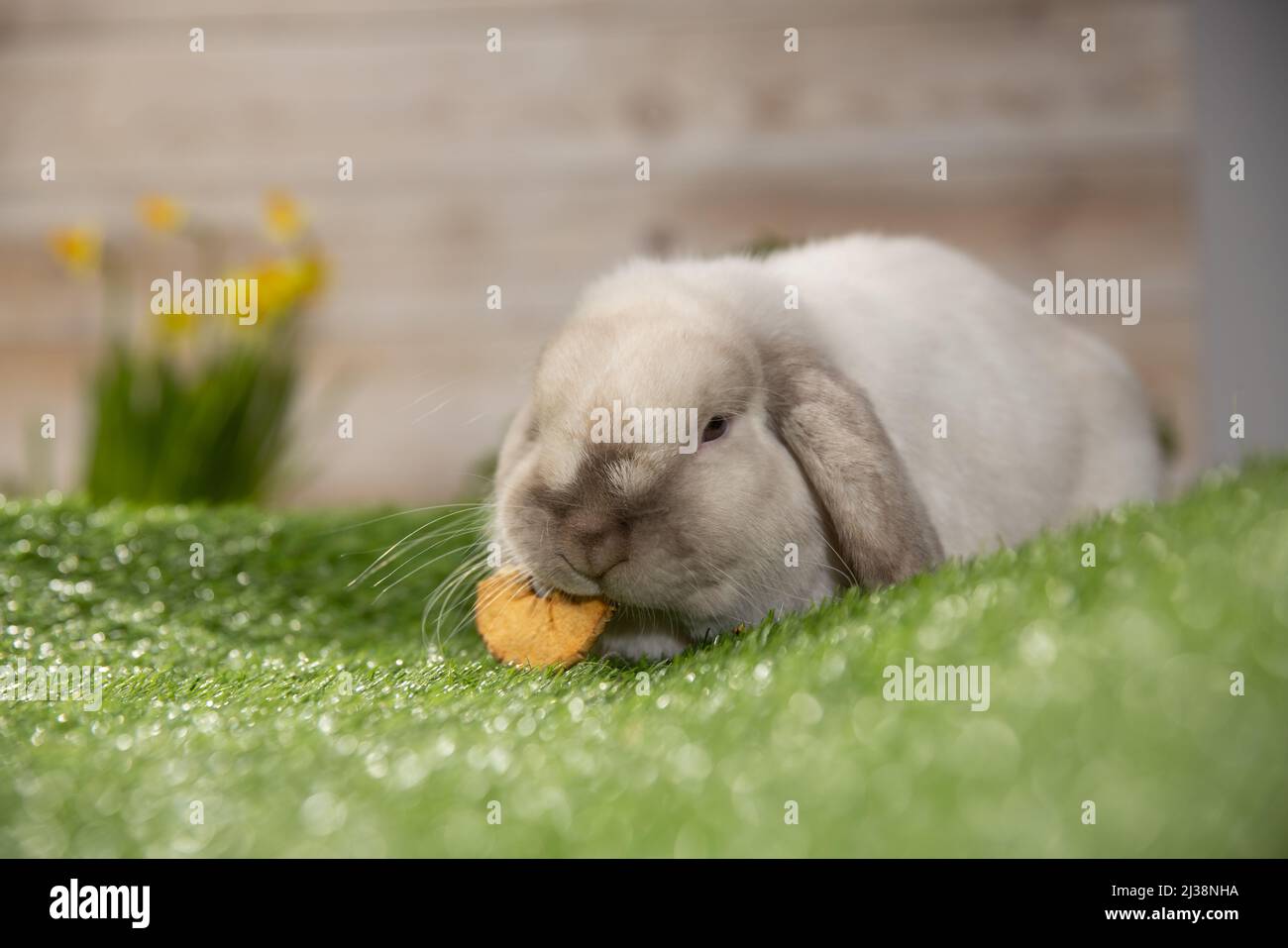 Easter bunny on green grass. Cute colorful bunny, green background ...