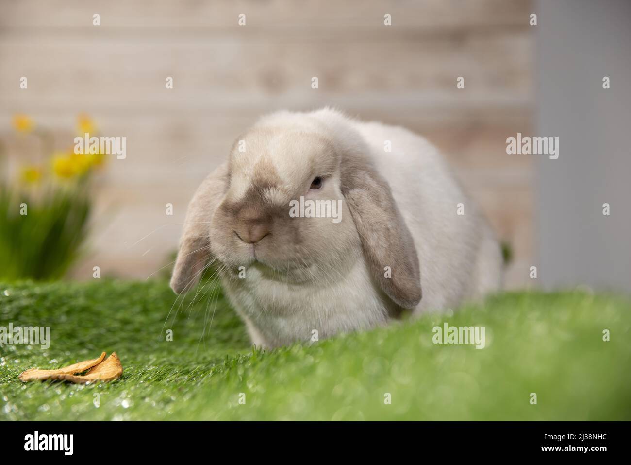 Easter bunny on green grass. Cute colorful bunny, green background ...