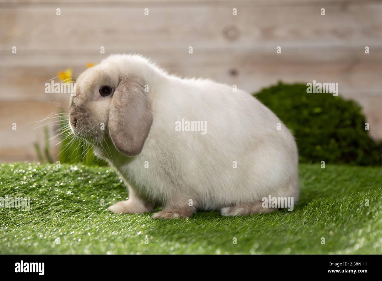 Easter bunny on green grass. Cute colorful bunny, green background ...