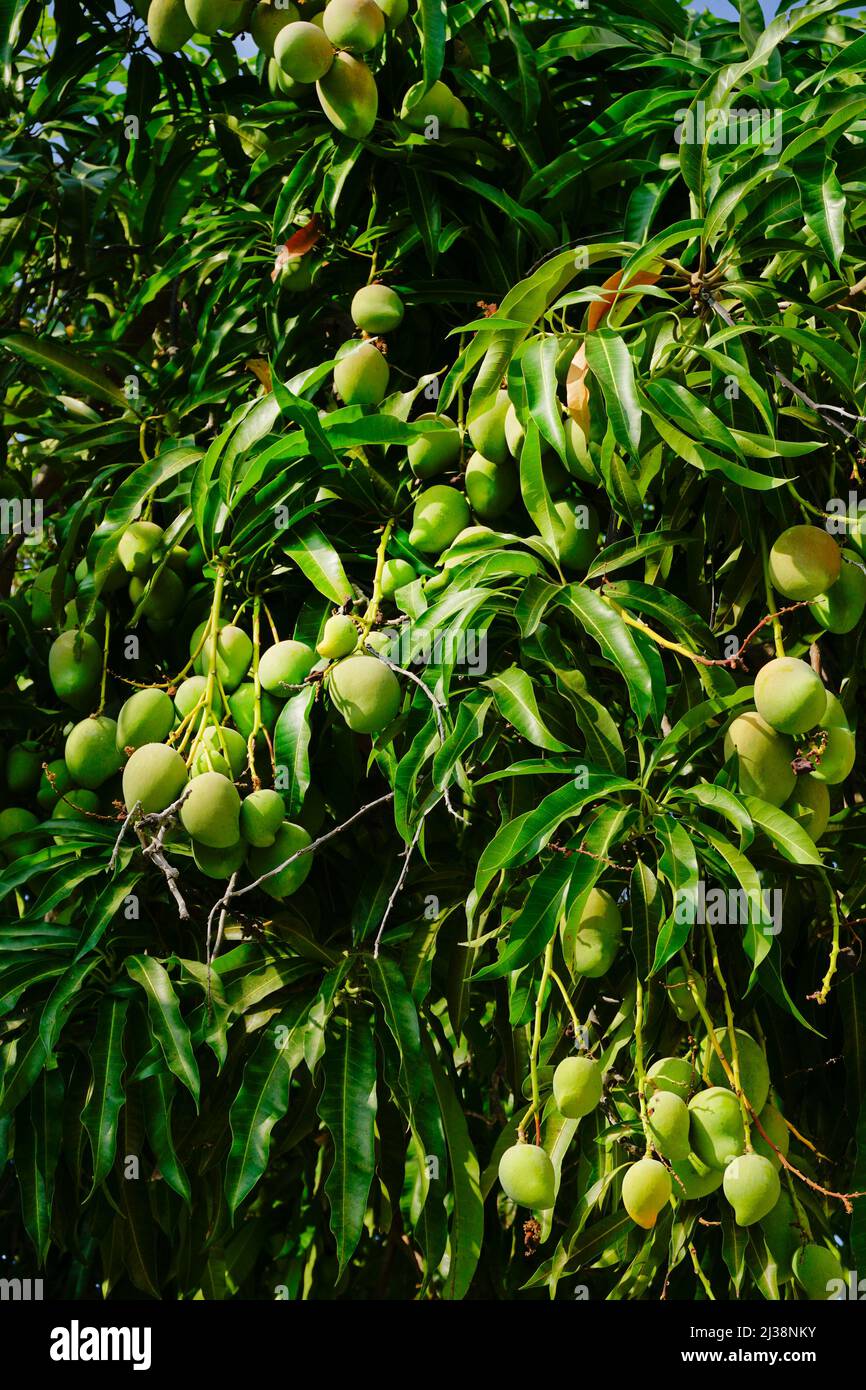 Mexico tree mango hi-res stock photography and images - Alamy
