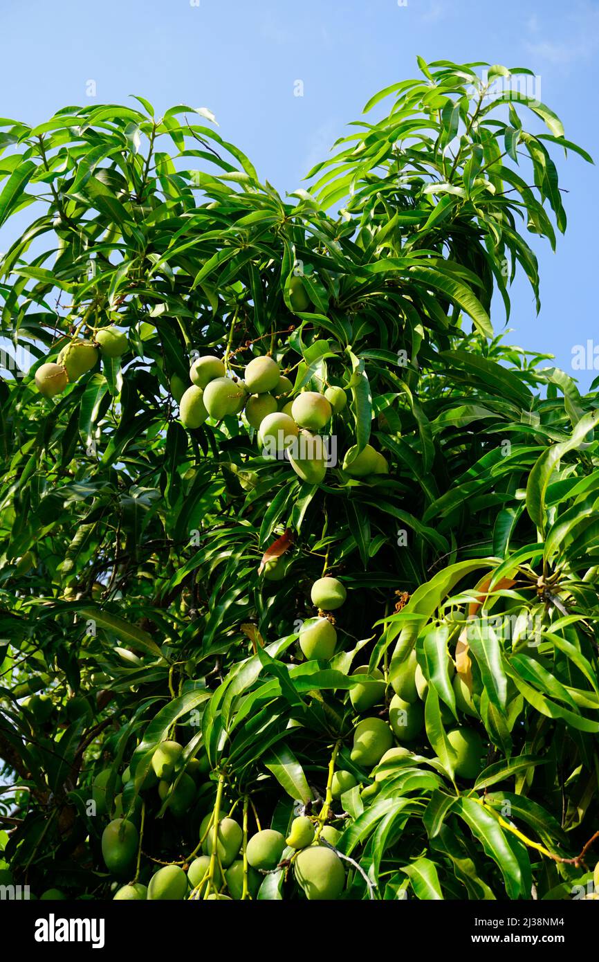 Mango tree fruit, Acapulco, Mexico Stock Photo - Alamy