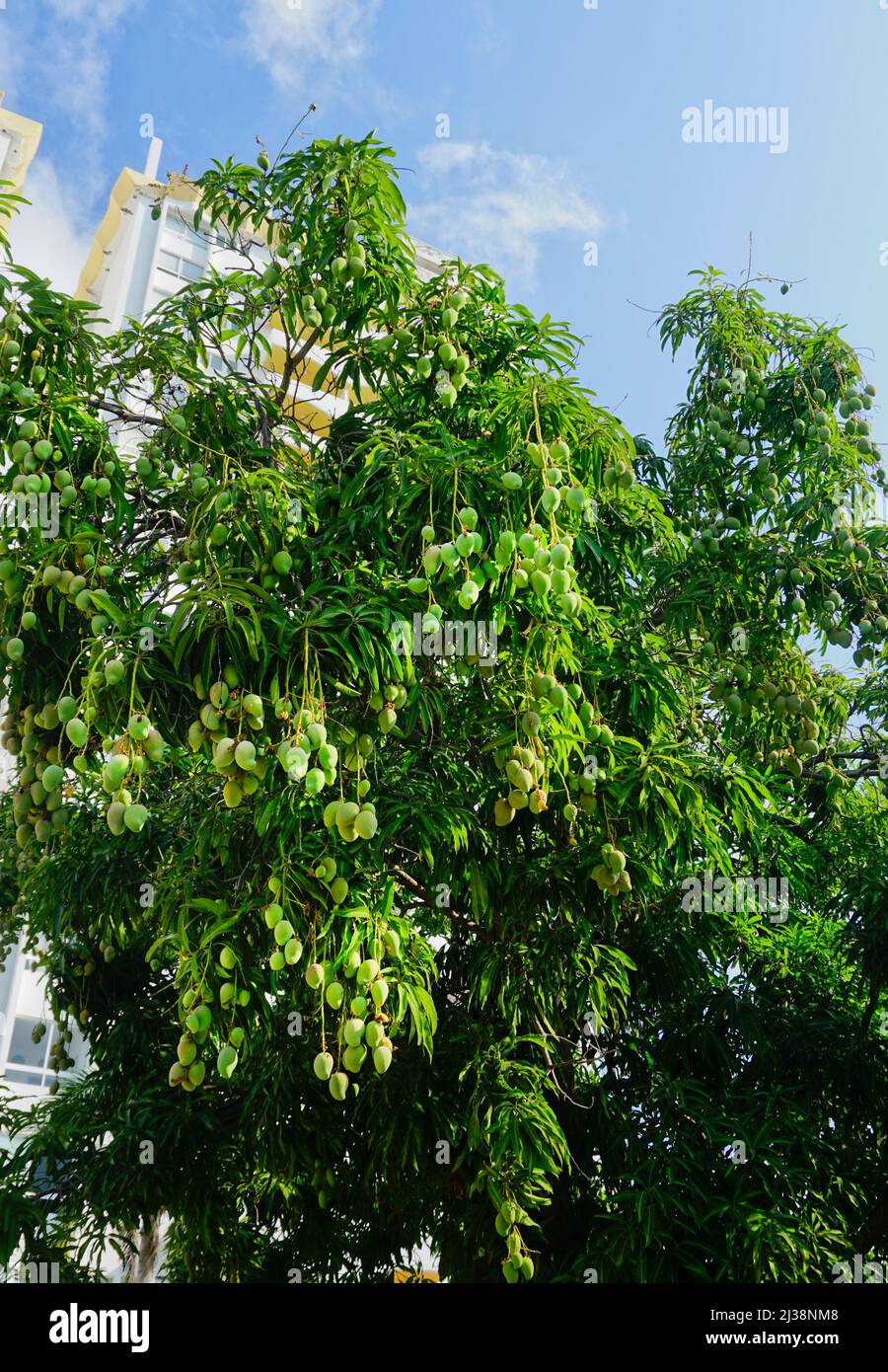 Mexico tree mango hi-res stock photography and images - Alamy