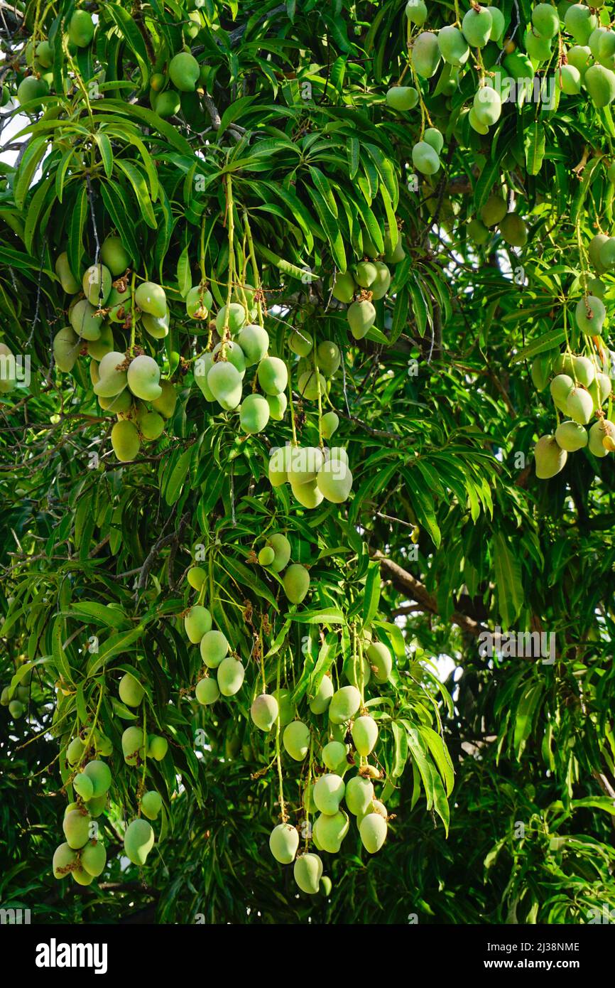 Mango tree fruit, Acapulco, Mexico Stock Photo - Alamy
