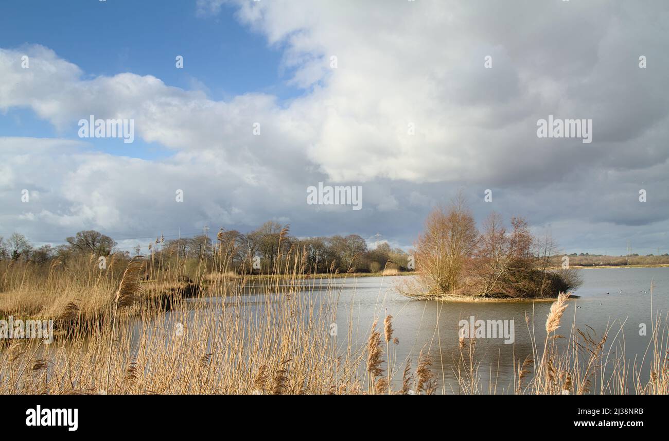 Lake And Reed Beds At Longham Lakes Fishing and Nature Reserve, Poole ...