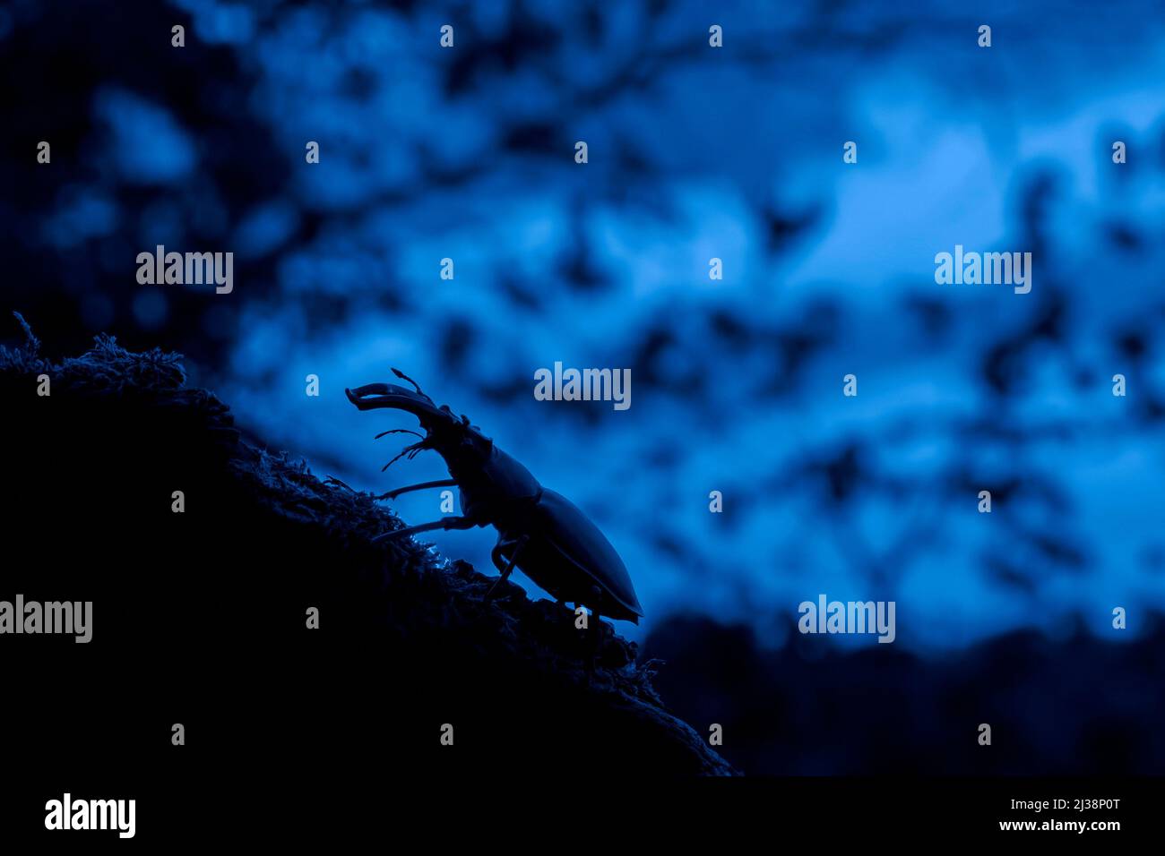 European stag beetle male (Lucanus cervus) with large mandibles / jaws ...