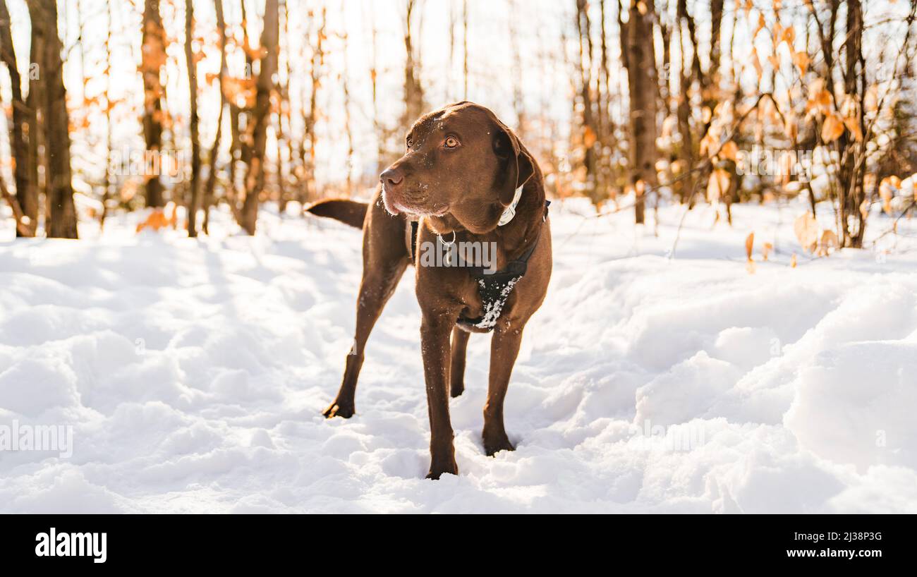 Chocolate labrador posing hi-res stock photography and images - Alamy