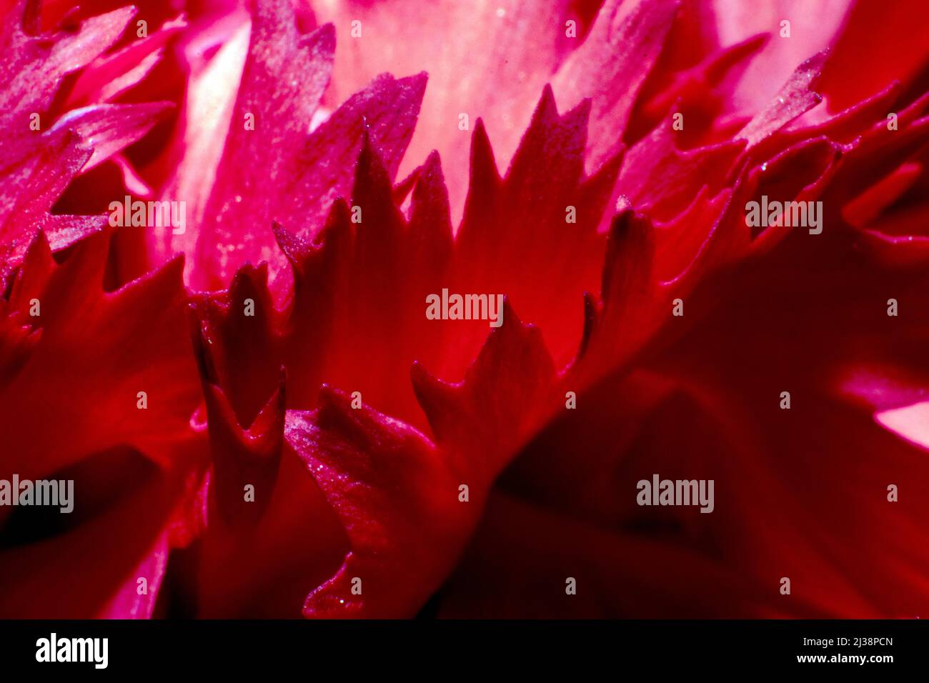 Dianthus Flowers, Carnation flower, The red carnation is related to ...