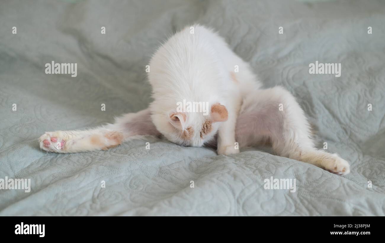 White fluffy cat licks hi-res stock photography and images - Alamy