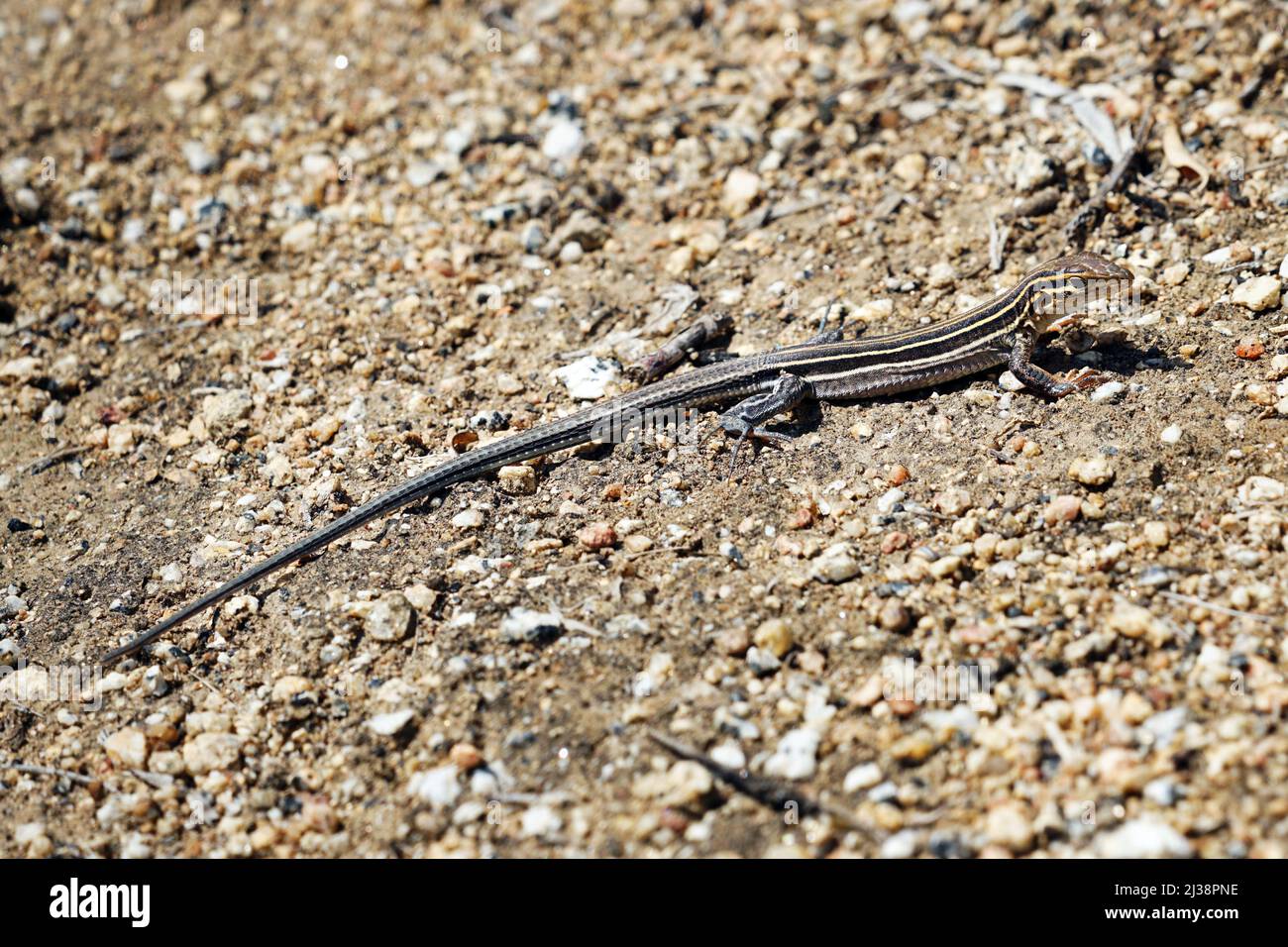 An Orange-throated Whiptail Lizard Basking in the Sun Stock Photo - Alamy