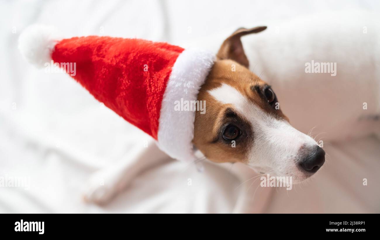 Jack russell terrier dog in santa claus hat lies on a white sheet ...