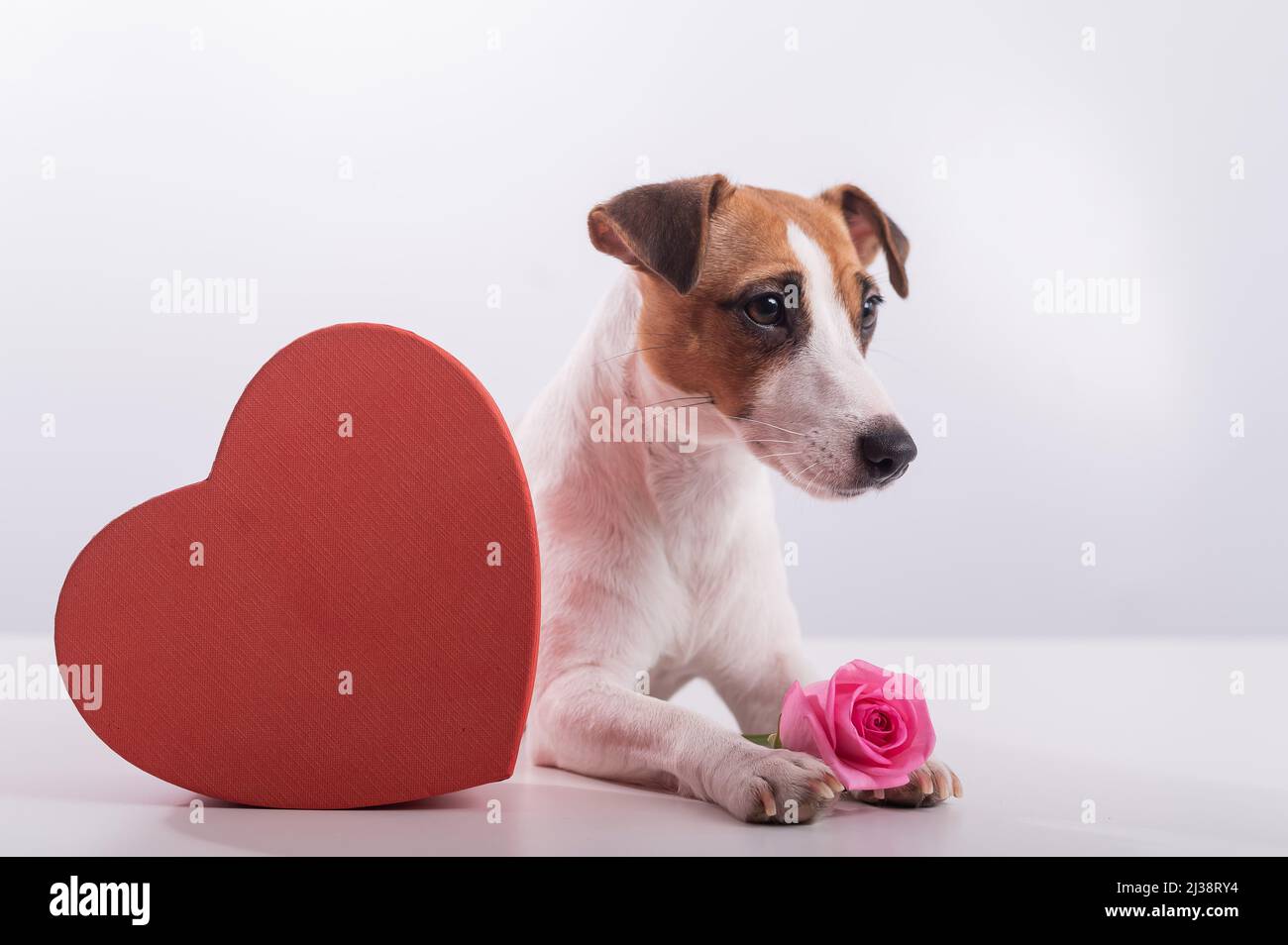 Jack Russell Terrier sits next to a heart-shaped box and a bouquet of ...