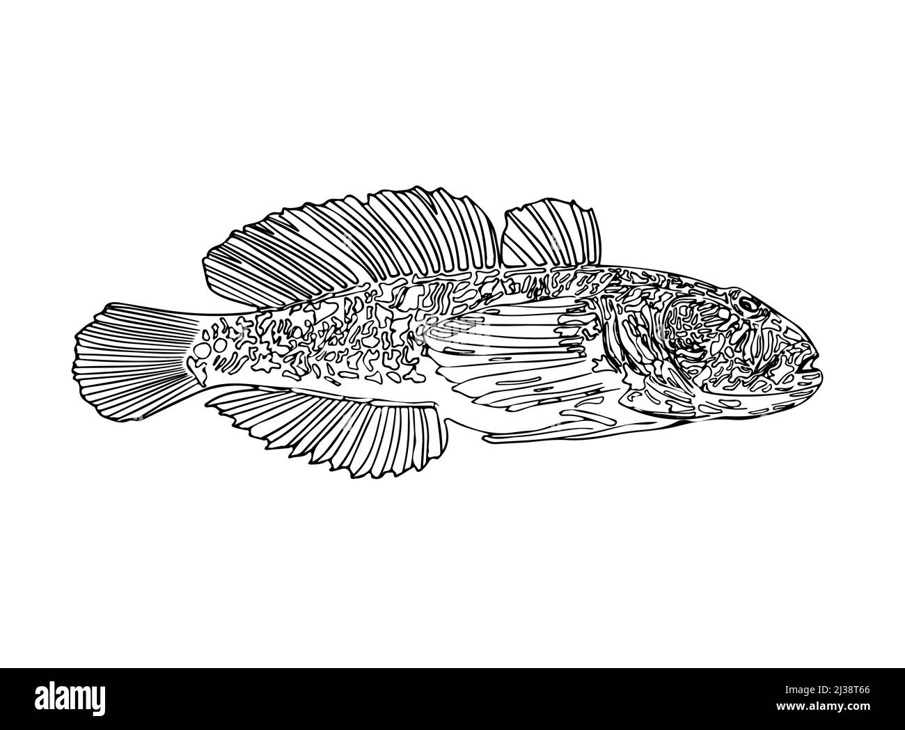 Graphic design. Goby fish Stock Vector Image & Art - Alamy