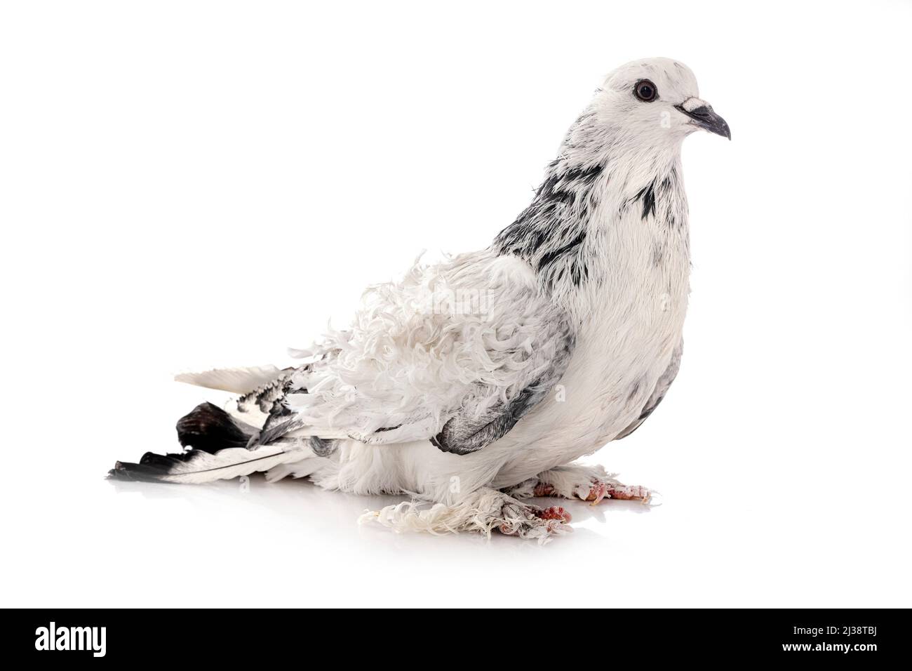 Frillback pigeon hi-res stock photography and images - Alamy