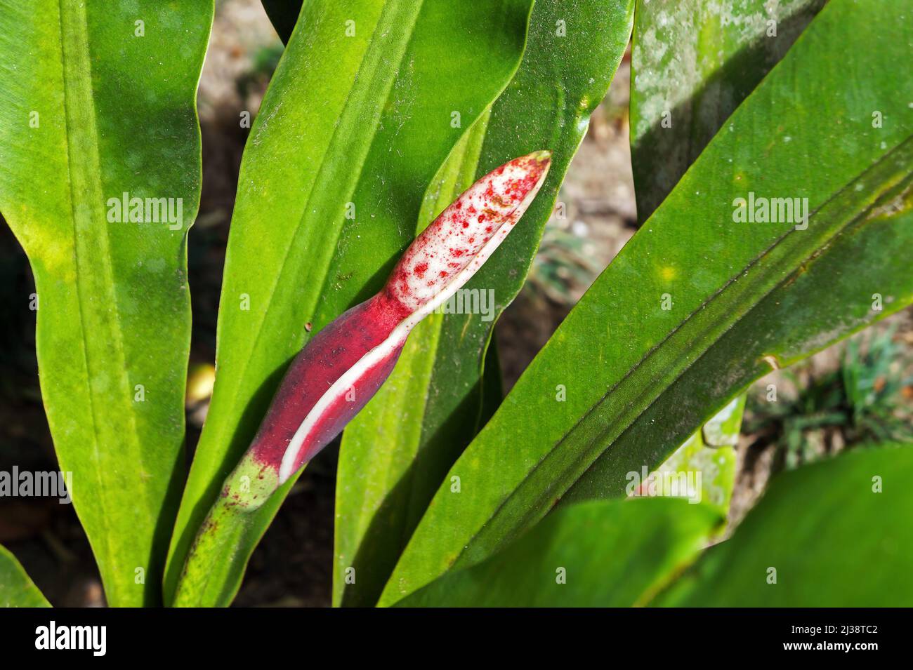 Philodendron flower hi-res stock photography and images - Alamy