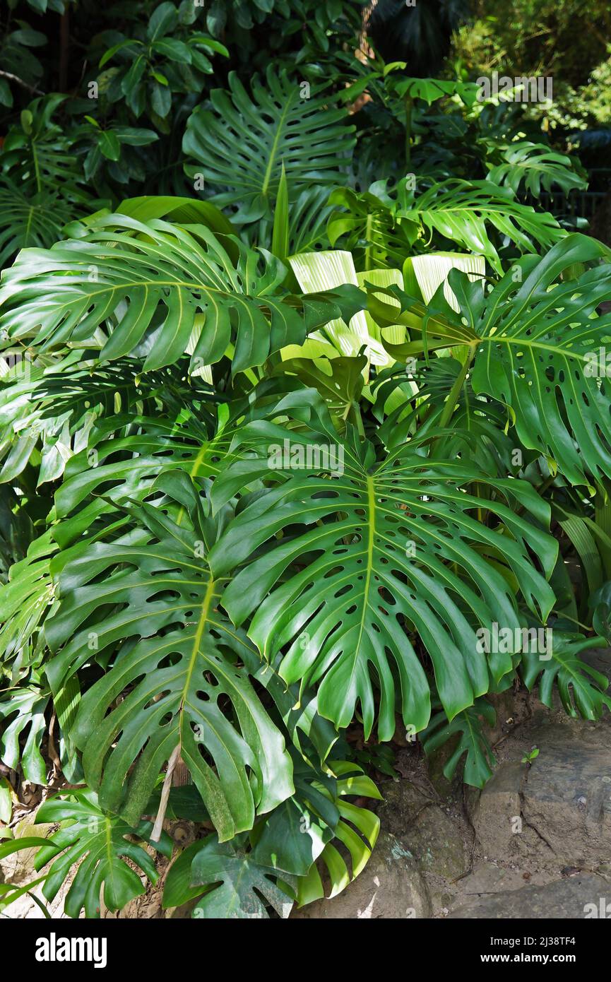 Swiss cheese plant (Monstera deliciosa) on tropical garden Stock Photo ...