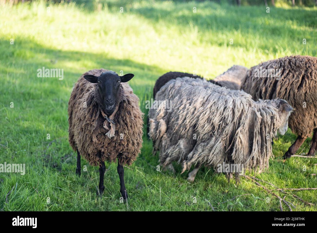Adult sheep hi-res stock photography and images - Alamy