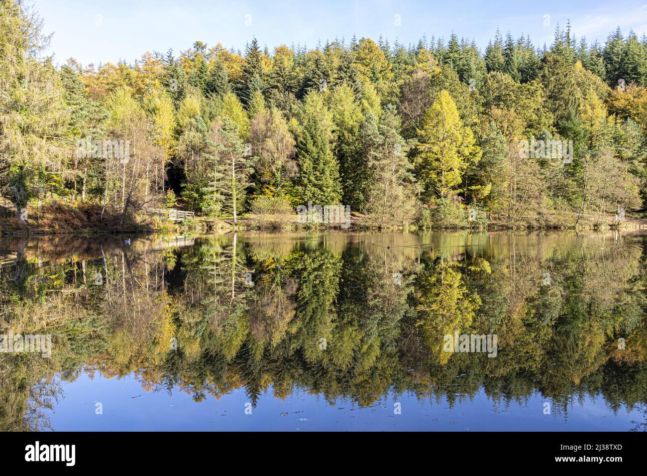 Autumn colours at Mallards Pike Lake in the the Forest of Dean near ...