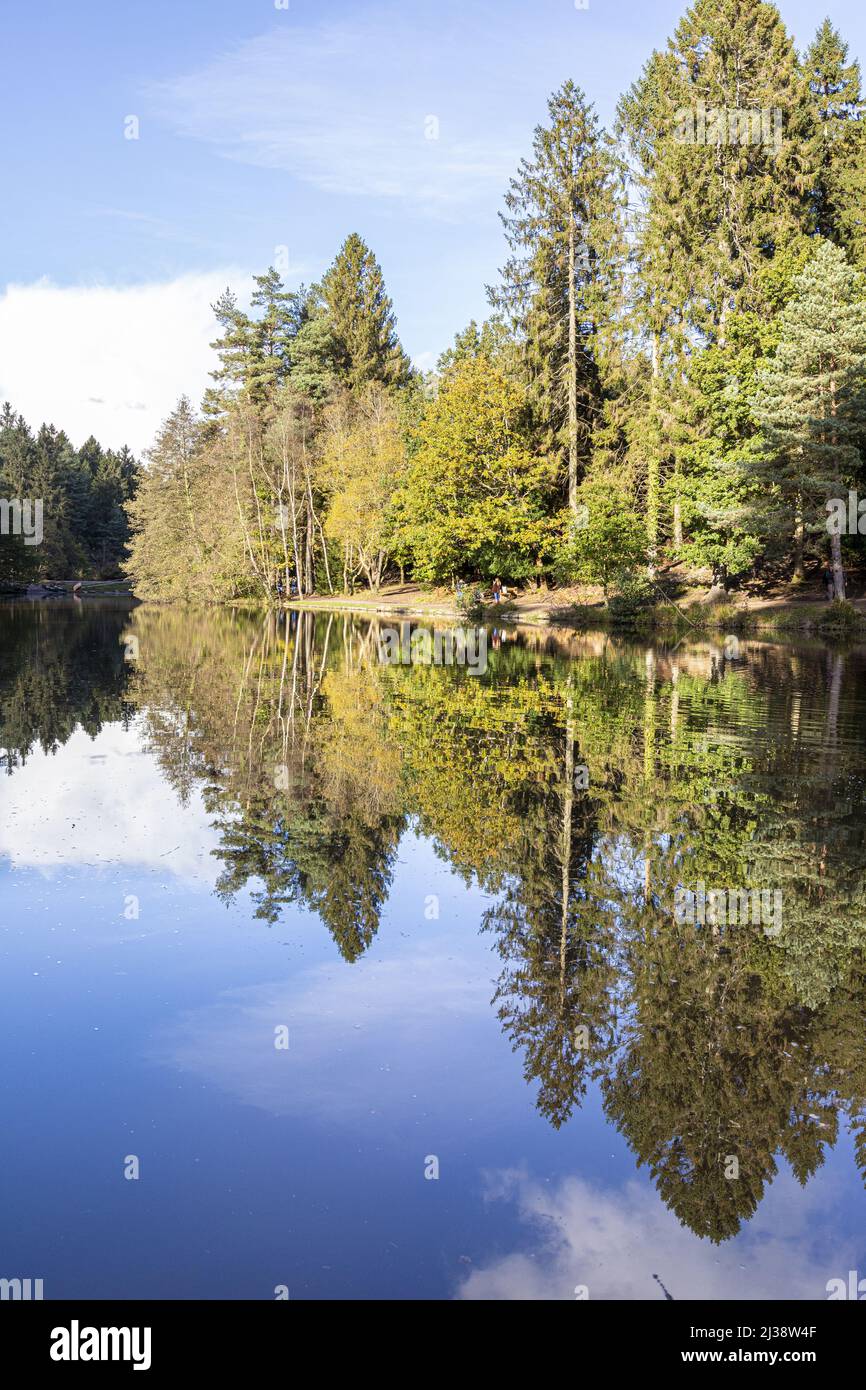 Autumn colours at Mallards Pike Lake in the the Forest of Dean near ...
