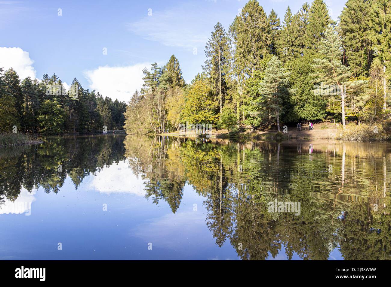 Autumn colours at Mallards Pike Lake in the the Forest of Dean near ...