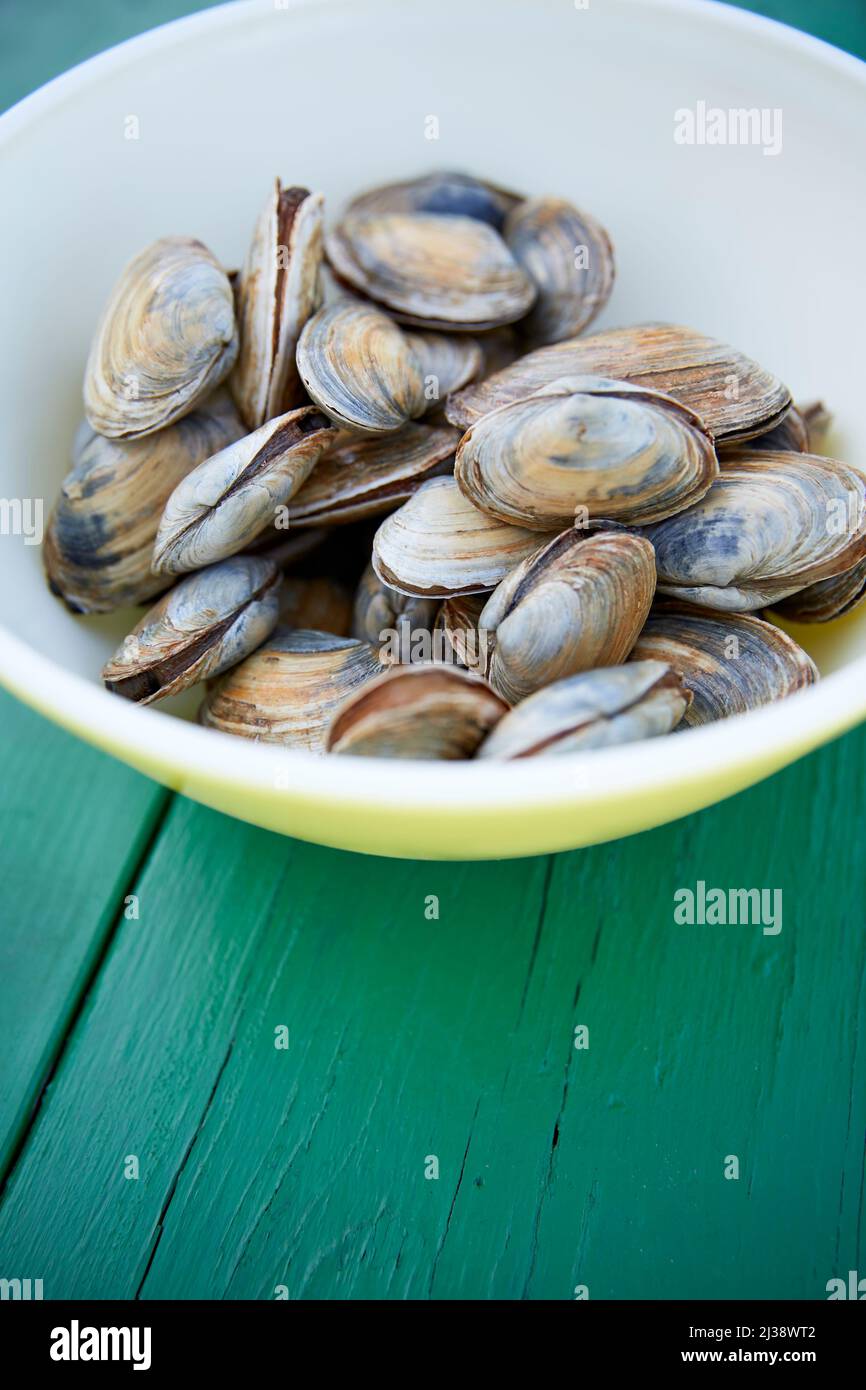 Clams on coast hi-res stock photography and images - Alamy