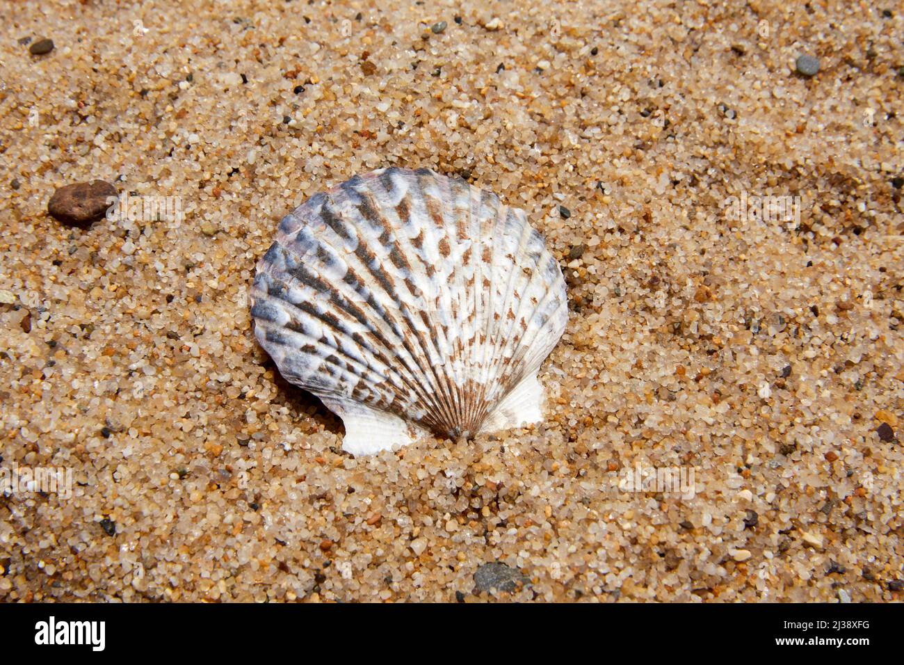 Scallop Shell on Cape Cod Beach Stock Photo - Alamy