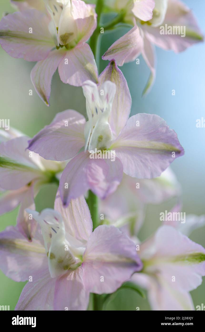 Blue rocket plant flora hi-res stock photography and images - Alamy