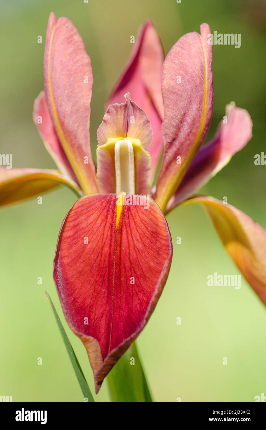Perfect iris hi-res stock photography and images - Alamy
