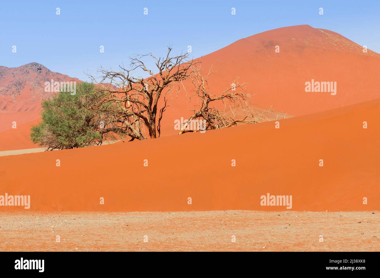 Dunes camel thorn tree , Vachellia erioloba, in the Namib desert ...