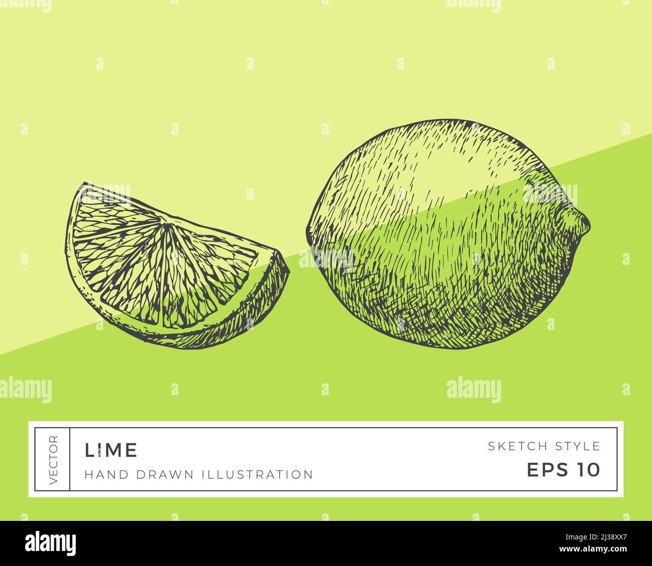 Hand Drawn Vector Lime Fruit Illustration. Vegan Plant Based Food ...