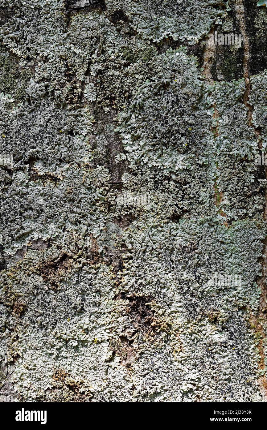 Lichen on tree trunk in the tropical rainforest (detail Stock Photo - Alamy
