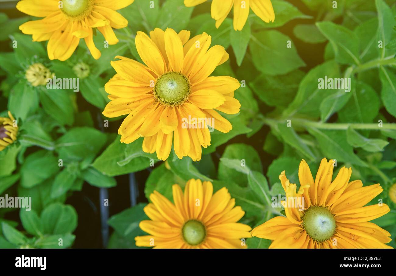 Floral background with bright yellow daisies on a natural background ...