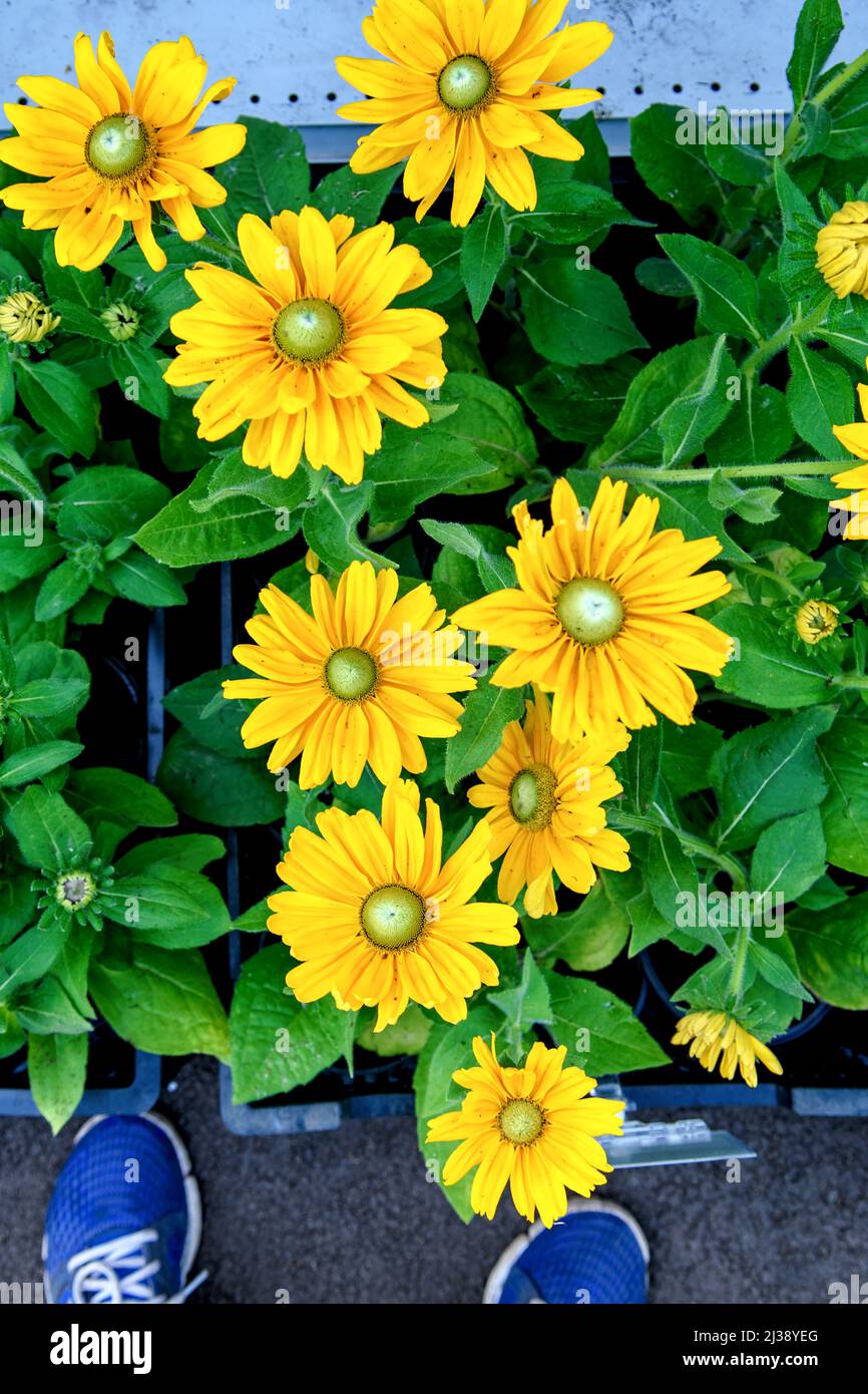 Floral background with bright yellow daisies on a natural background ...