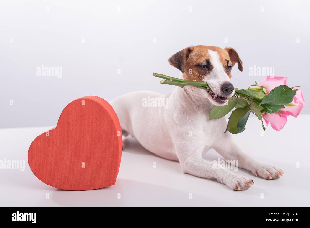 Dog shaped flowers hi-res stock photography and images - Alamy