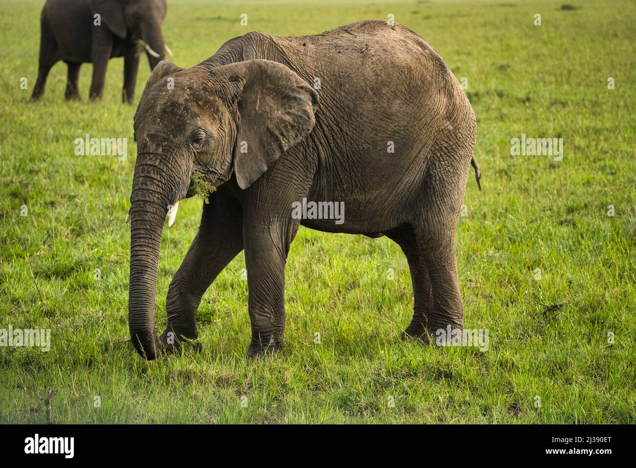 Kenya, masai mara, elephant with calf hi-res stock photography and ...