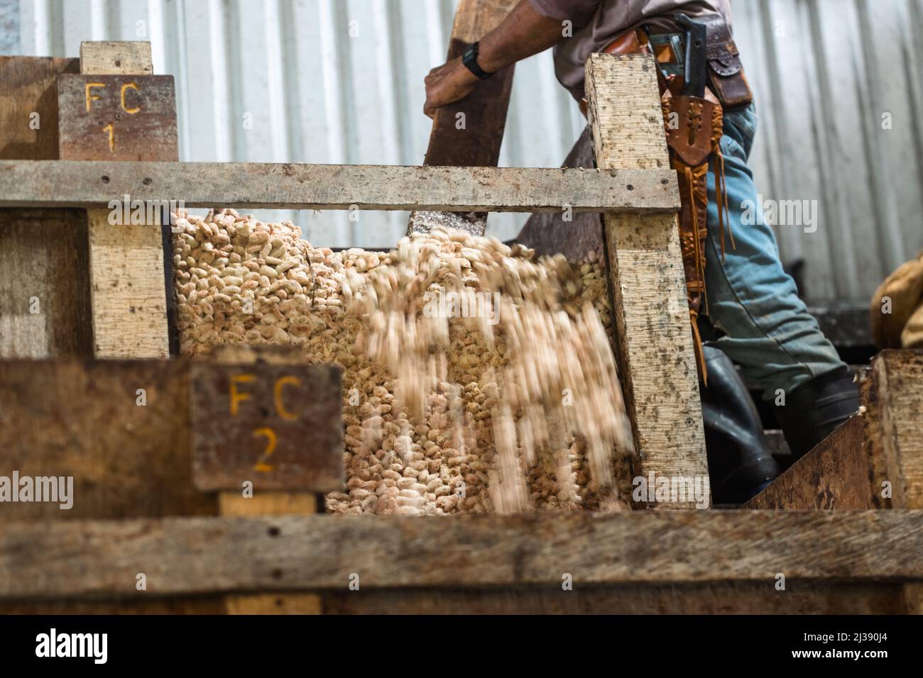 Mixing fermented cocoa seeds in the ecological production of cocoa and ...