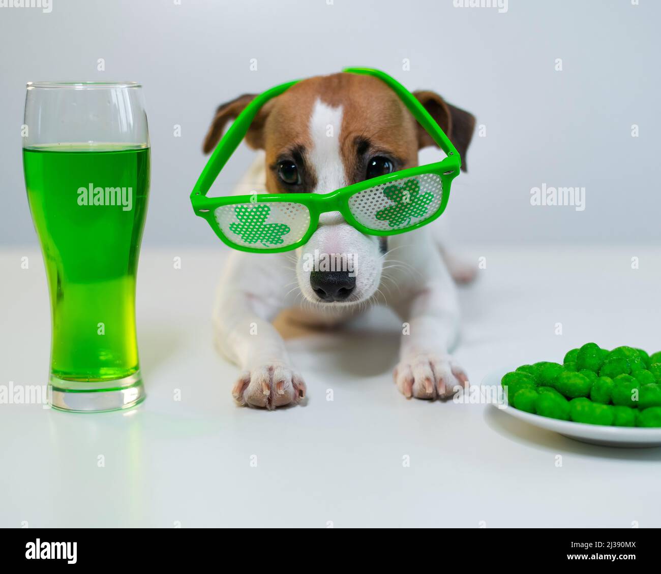 Dog with a mug of green beer and glazed nuts in funny glasses on a ...
