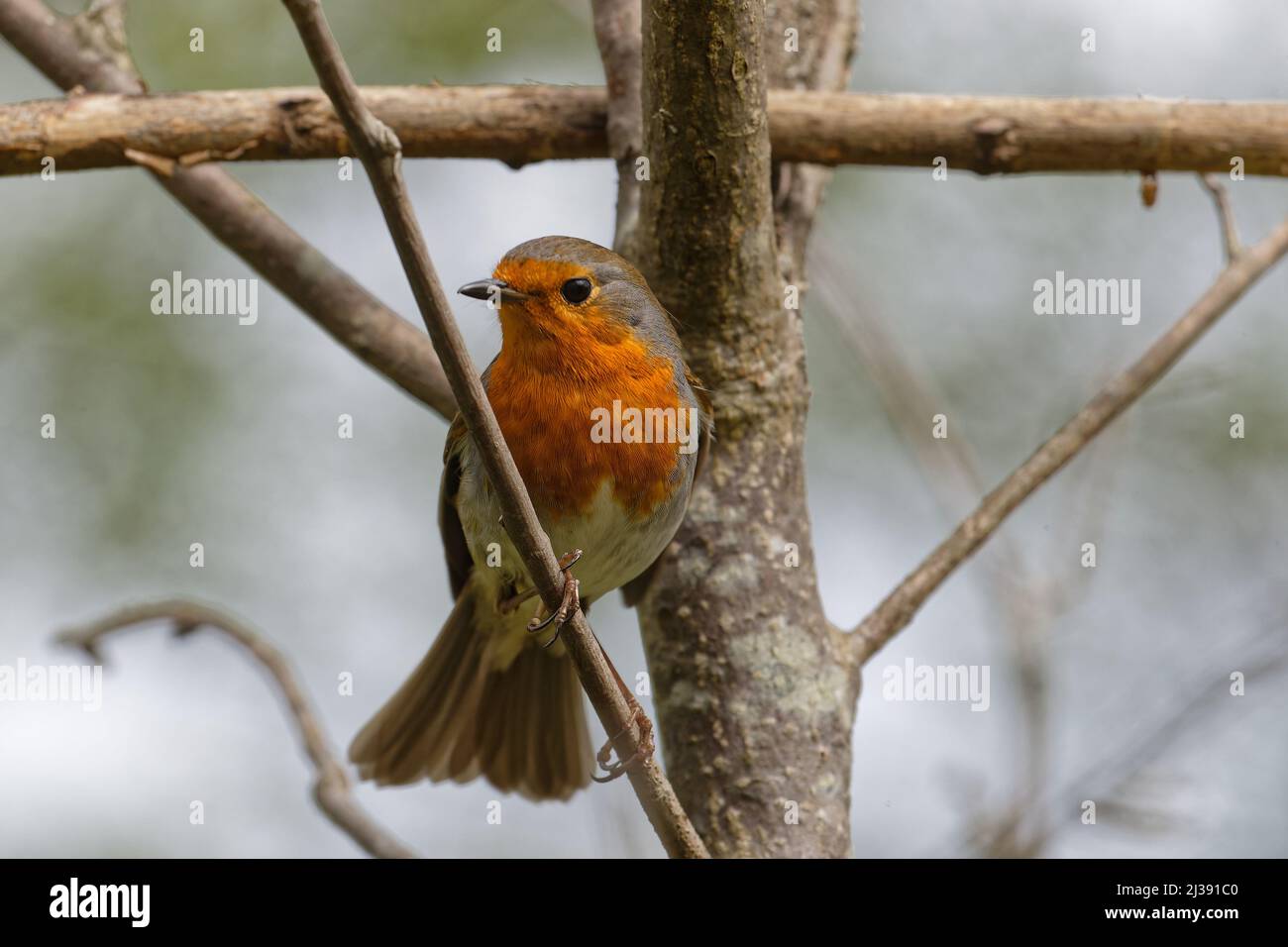 Common robin hi-res stock photography and images - Alamy