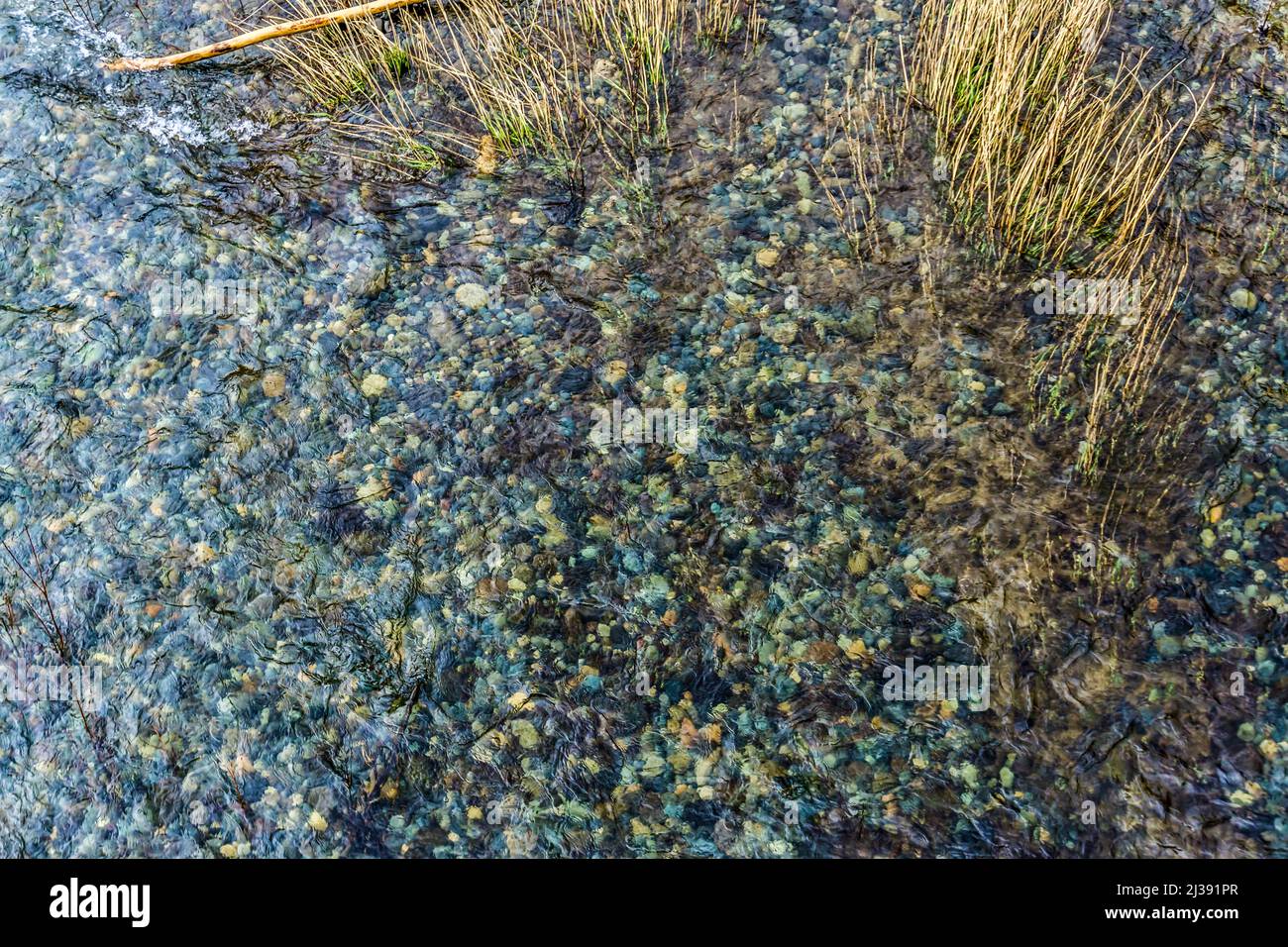 Grass grows in the shallow of the Green River in Washington State Stock ...