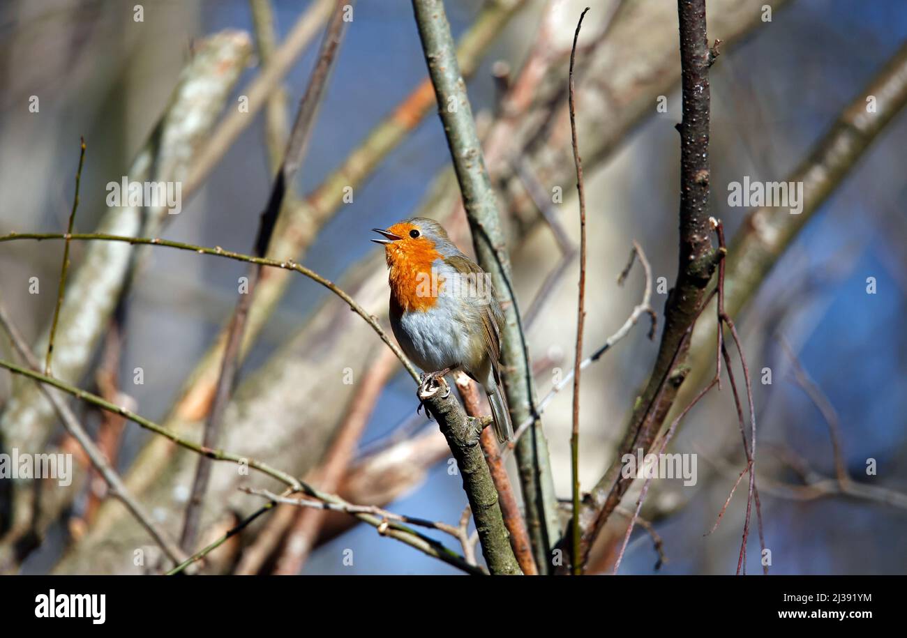 Robin in tree hole hi-res stock photography and images - Alamy
