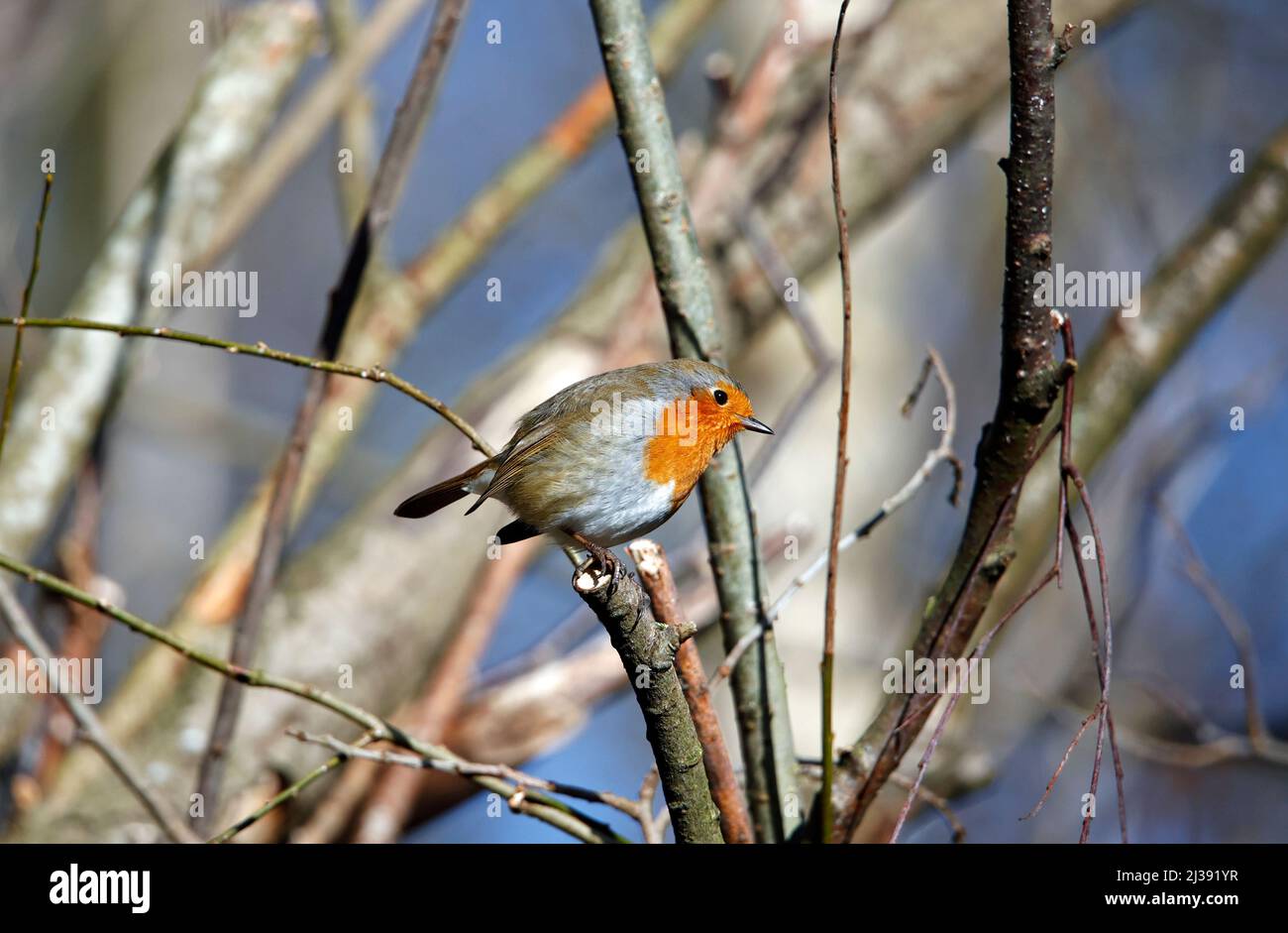 Robin in tree hole hi-res stock photography and images - Alamy