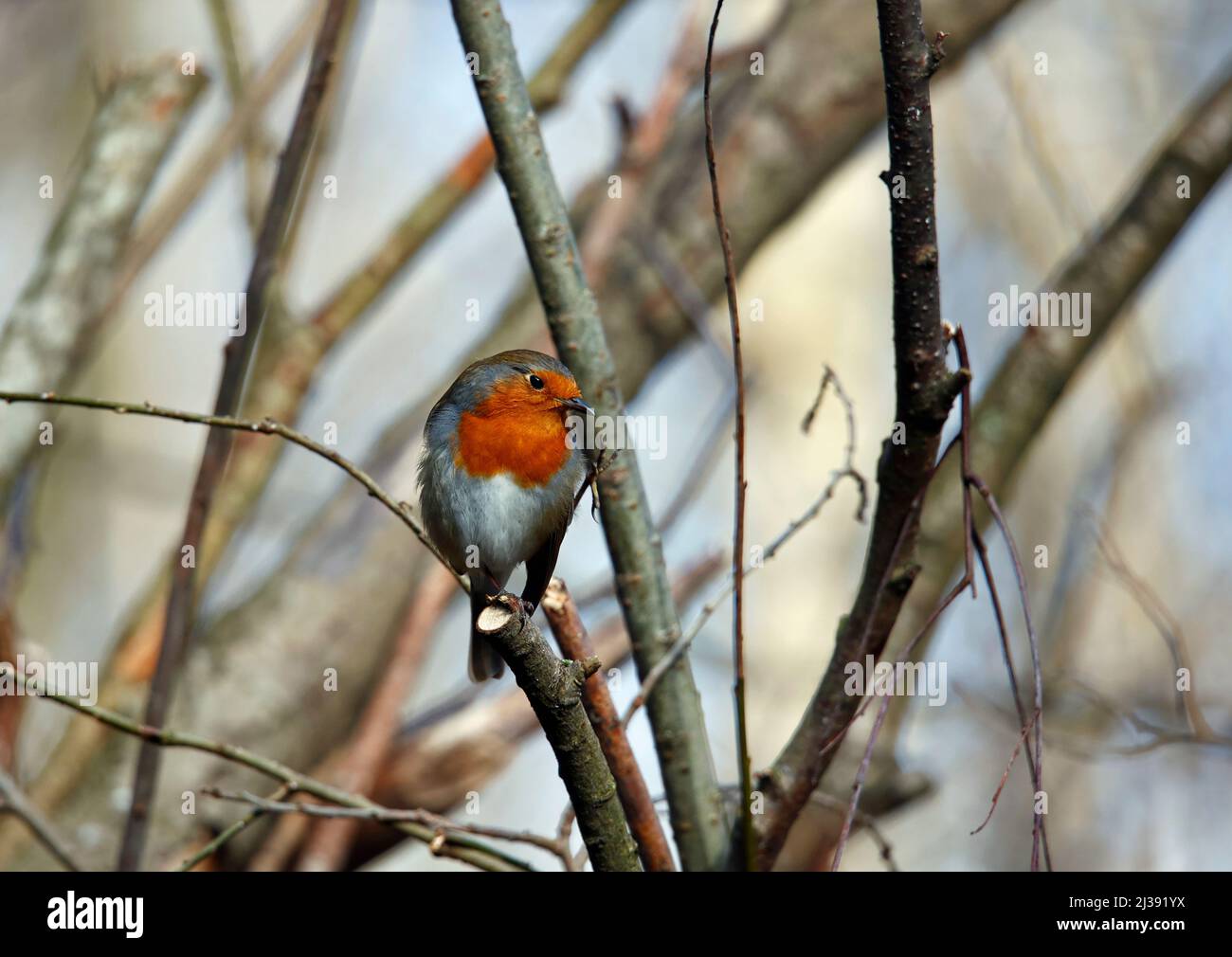 Eurasian robin nest hi-res stock photography and images - Alamy