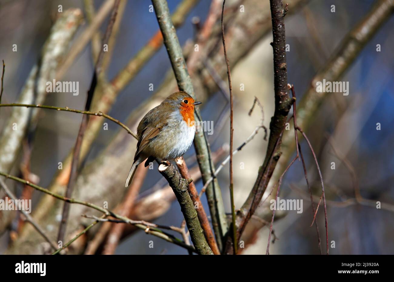 Eurasian robin perched in a tree in the sunshine Stock Photo - Alamy
