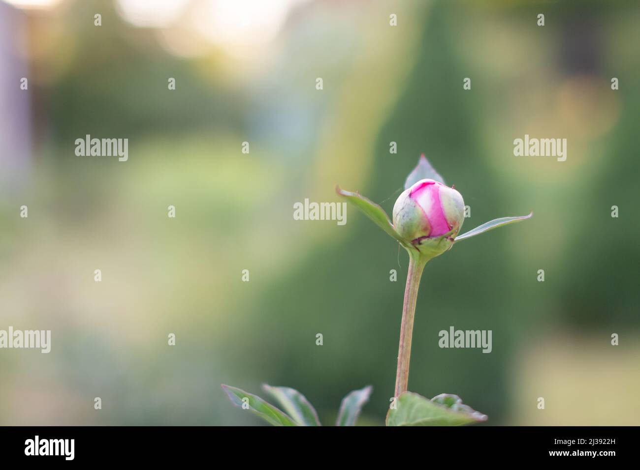 Closed buds of red peonies. The beginning of the flowering of peonies ...