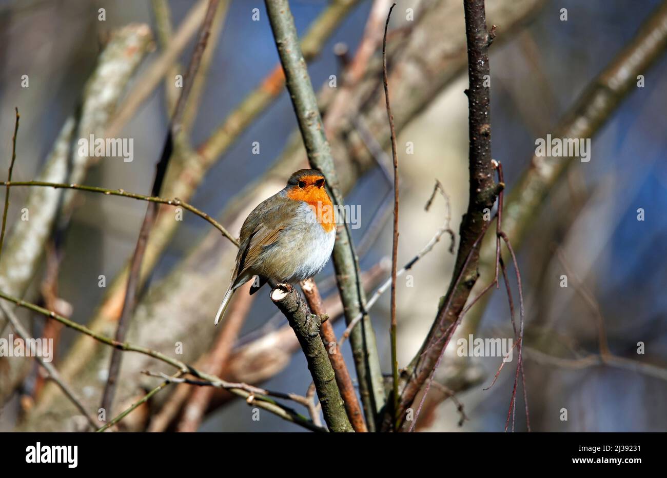 Eurasian robin perched in a tree in the sunshine Stock Photo - Alamy
