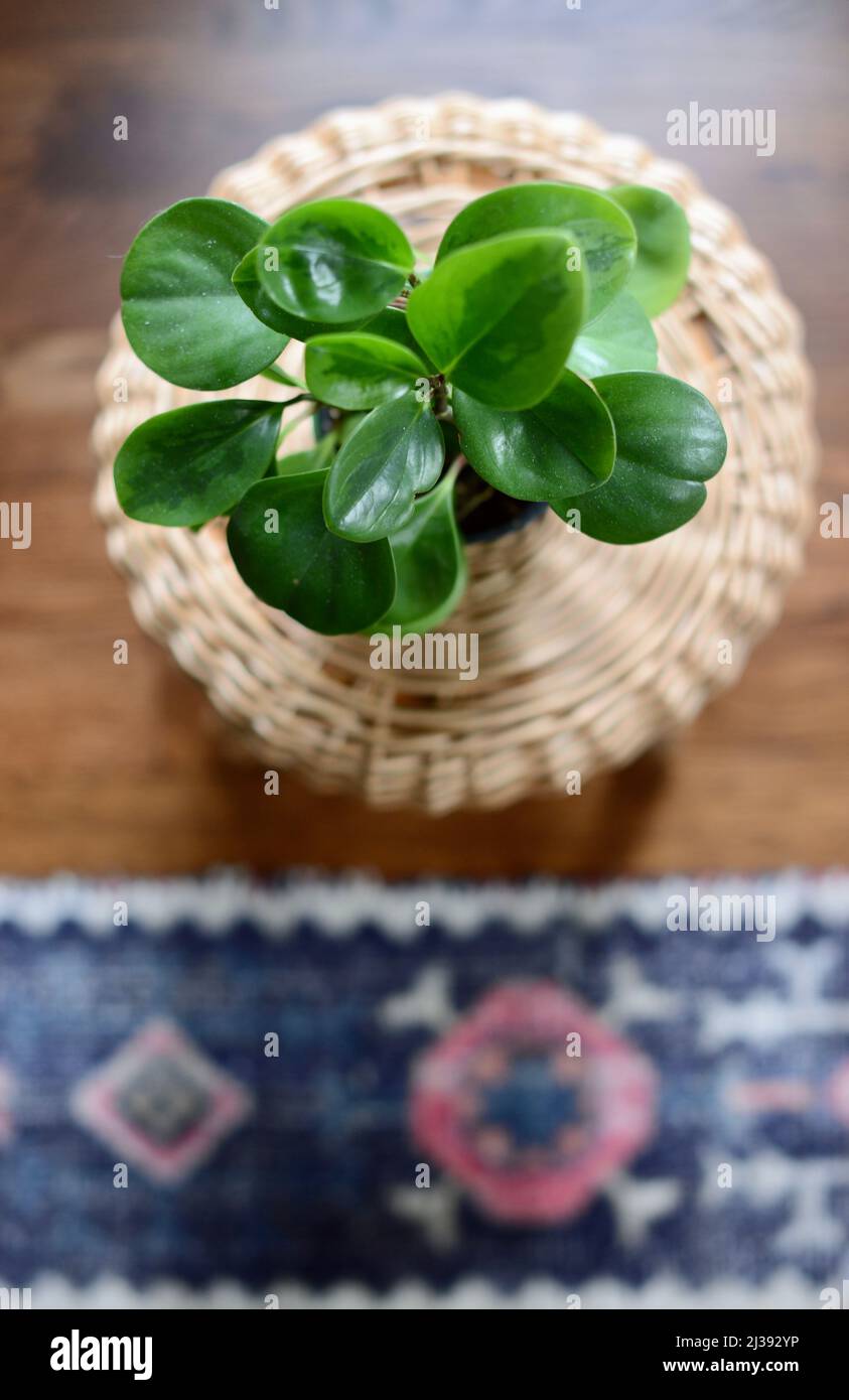 Rattan plant hi-res stock photography and images - Alamy