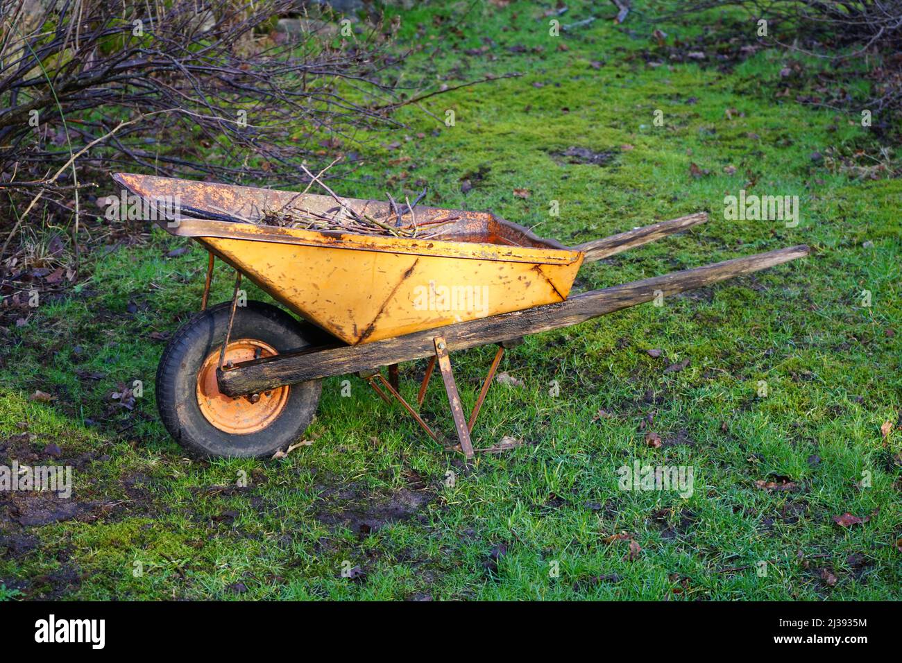 Worn yellow garden wheelbarrow loaded with tree limb trimings in late ...