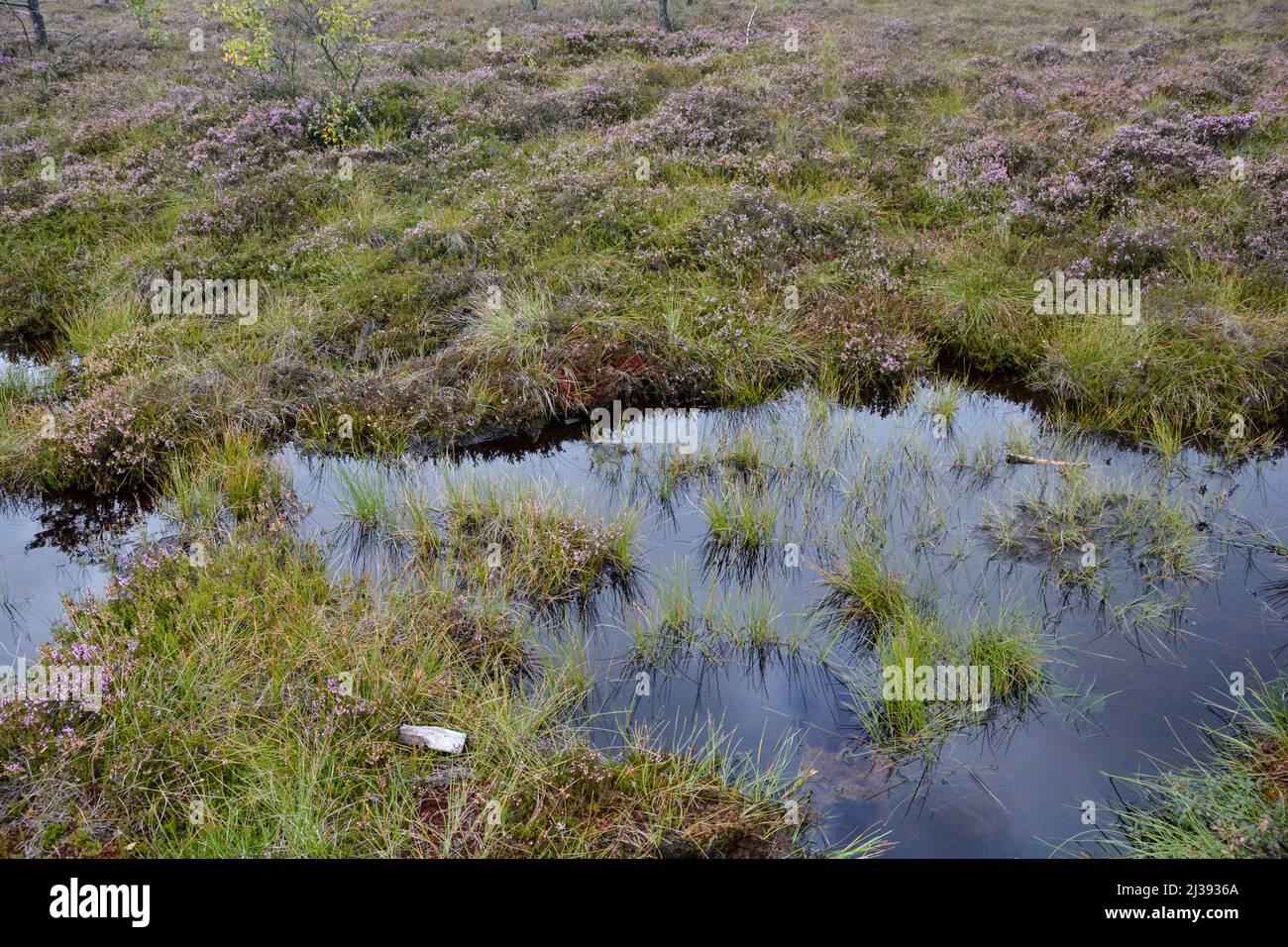 Moor eyes in the black moor with broom heather in the high Rhön ...
