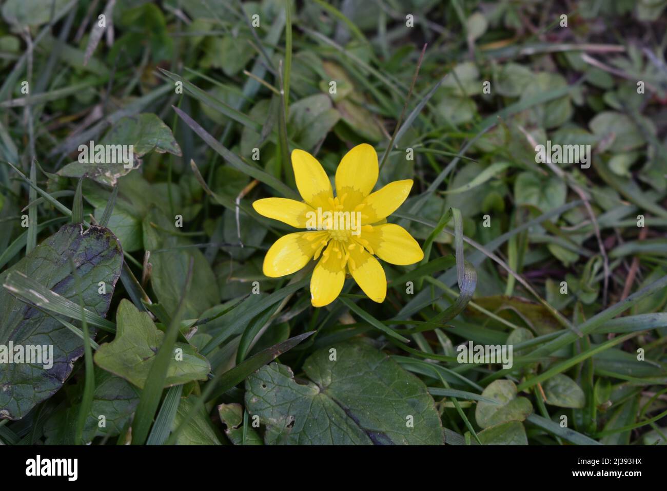A top view of a yellow Eranthis flowers with green leaves in the woods ...