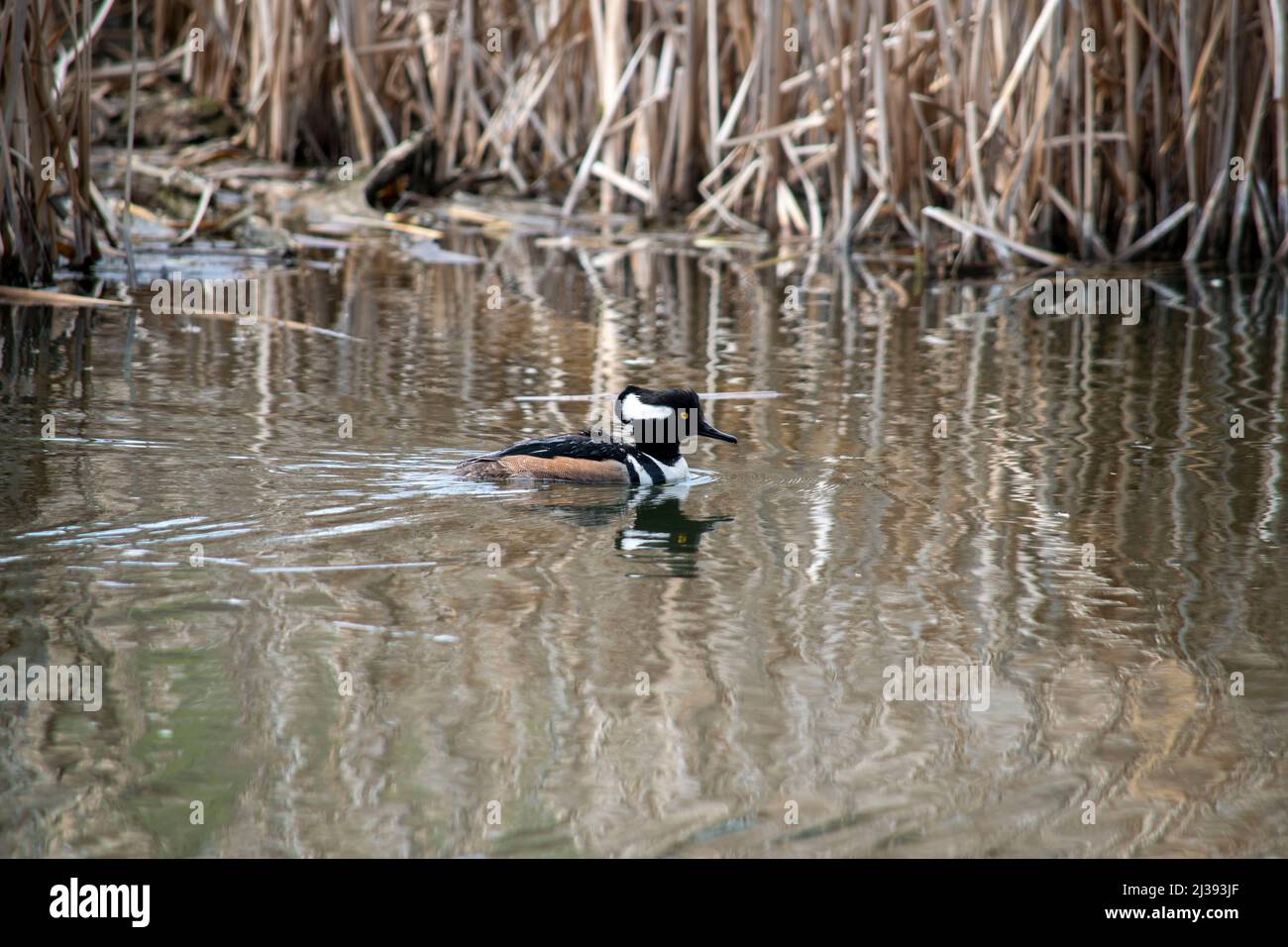 There are many kinds of birds in and around Reno, NV, USA Stock Photo ...