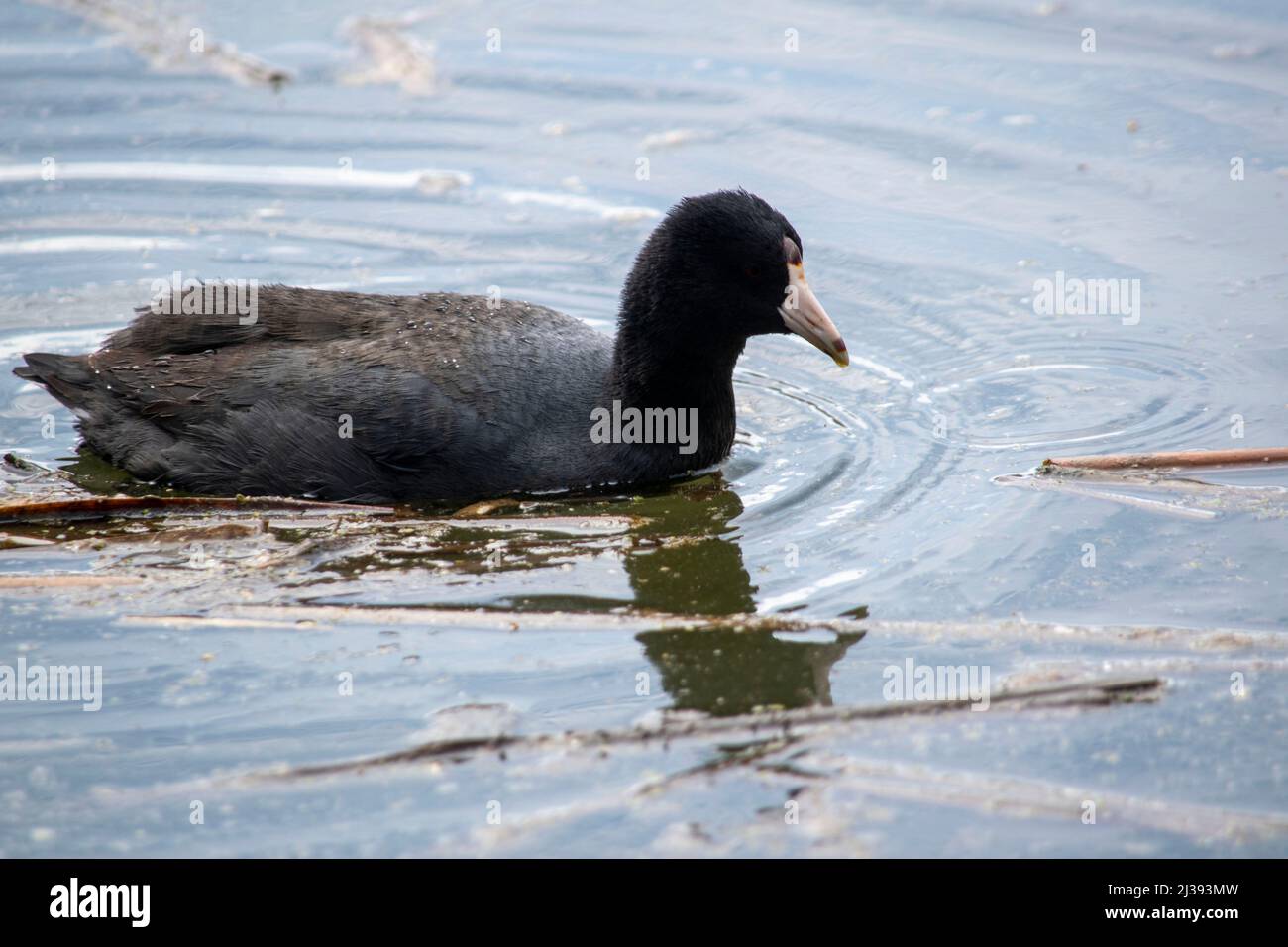 There are many kinds of birds in and around Reno, NV, USA Stock Photo ...